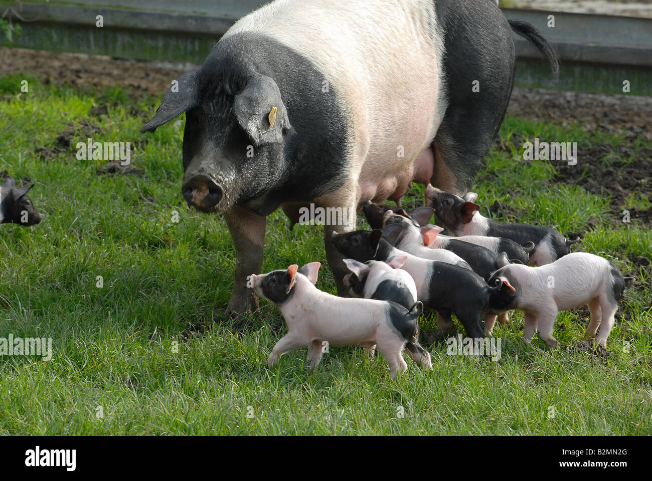 Swabian Pig Domestic pigs Schwaebisch Haellisches Landschwein German ...