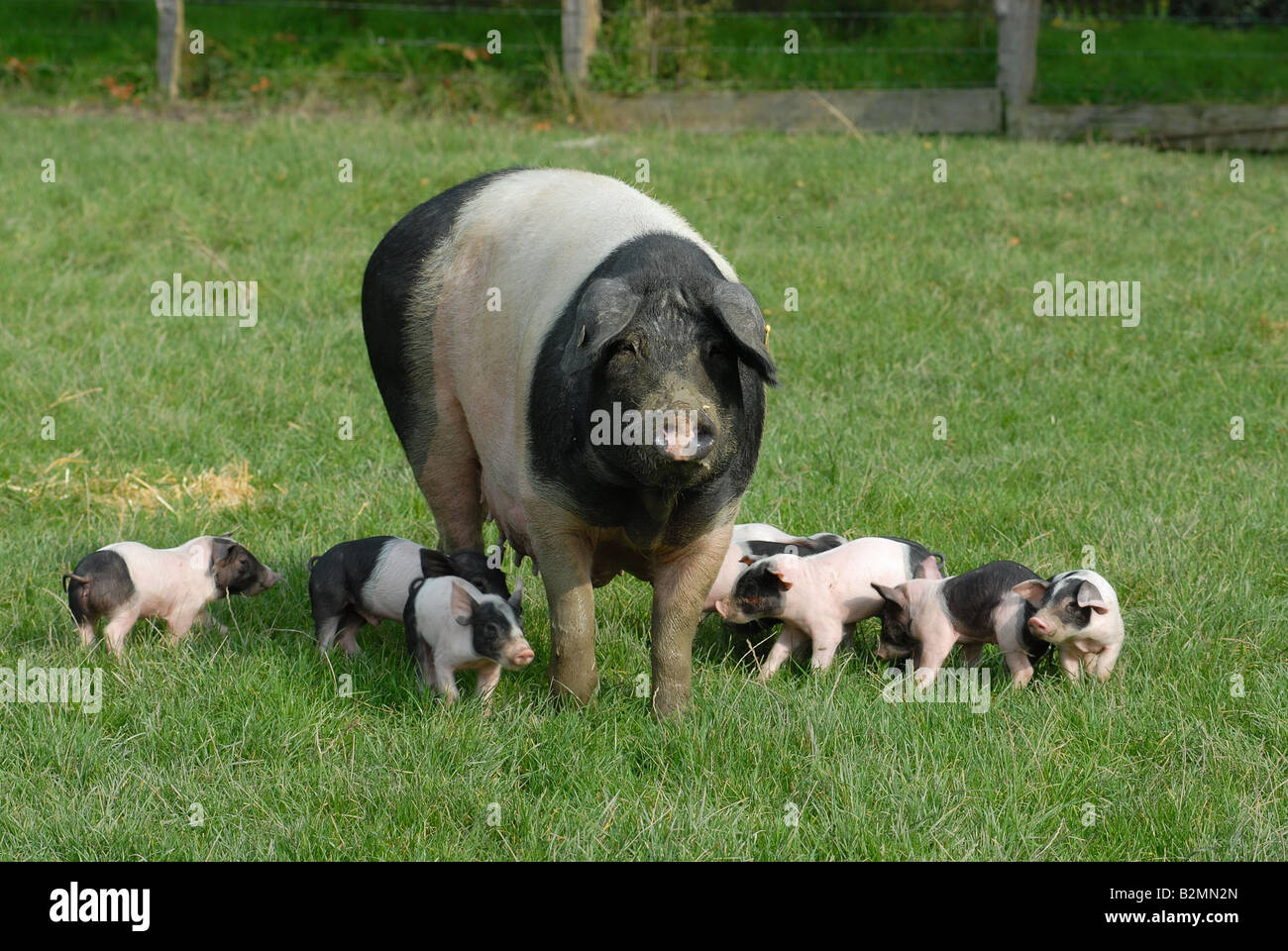 Domestic pigs Mother Cubs Schwaebisch Haellisches Landschwein Swabian ...