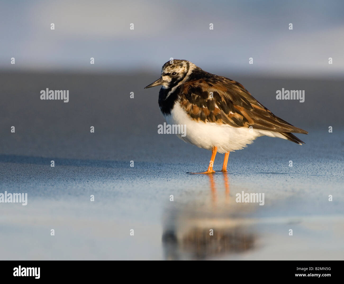 Ruddy Turnstone Arenaria interpres Wading Bird Heligoland Stock Photo ...