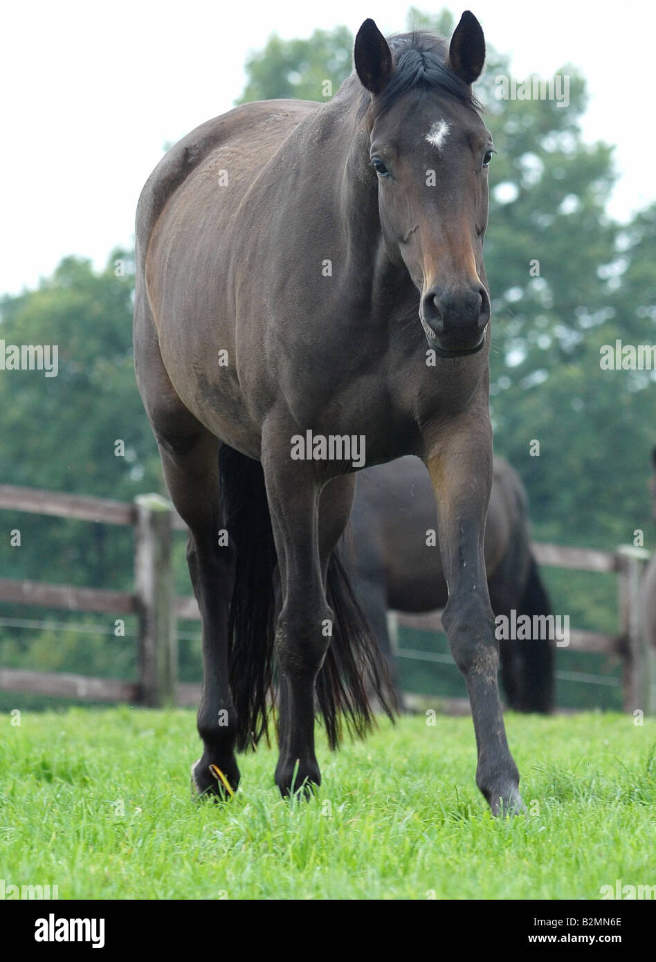 Paddock and horses hi-res stock photography and images - Alamy