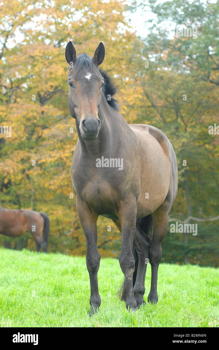 Trakehner Horse High Resolution Stock Photography and Images - Alamy