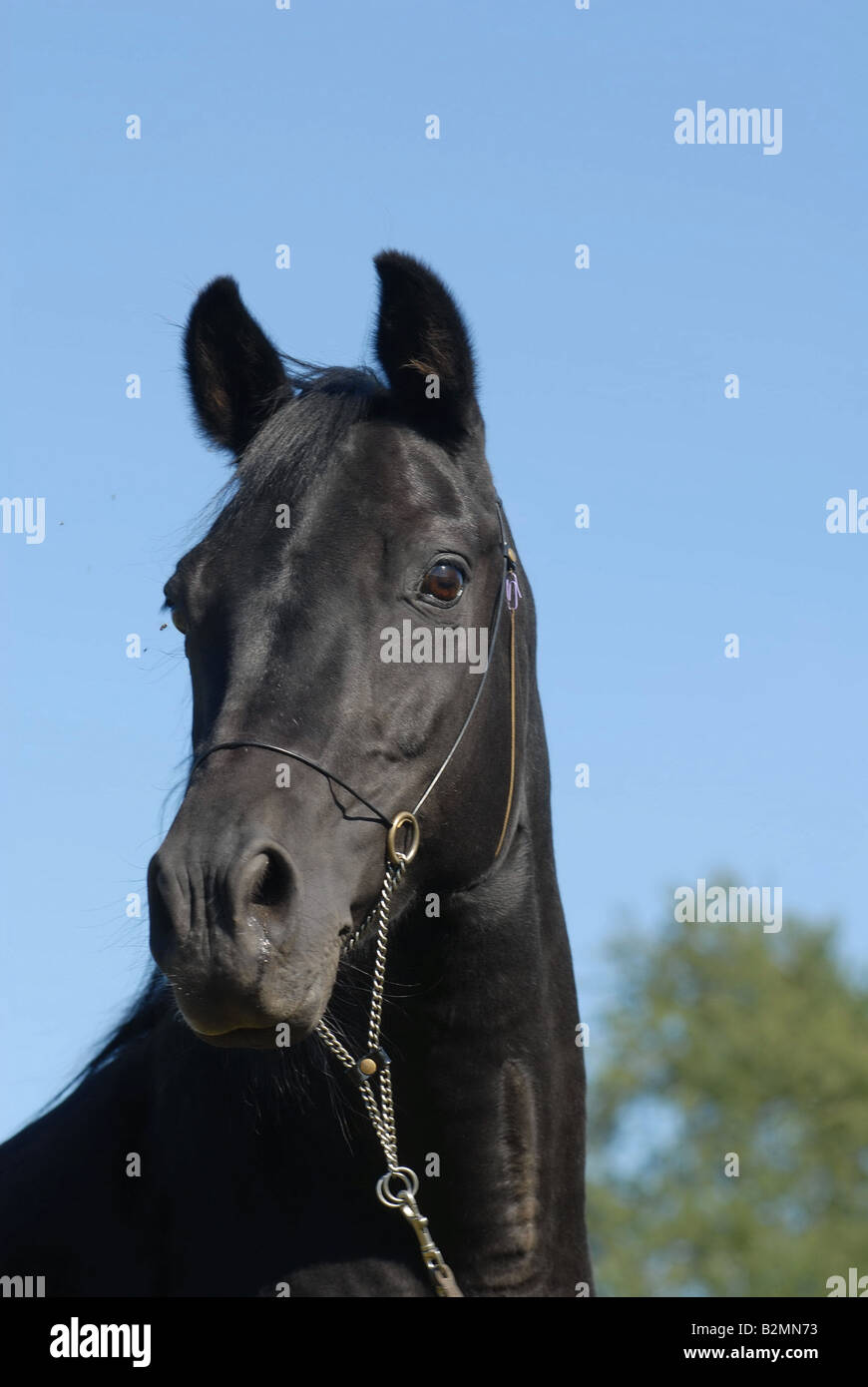 Black Trakehner Horse Portrait Horse Breeding Stock Photo - Alamy