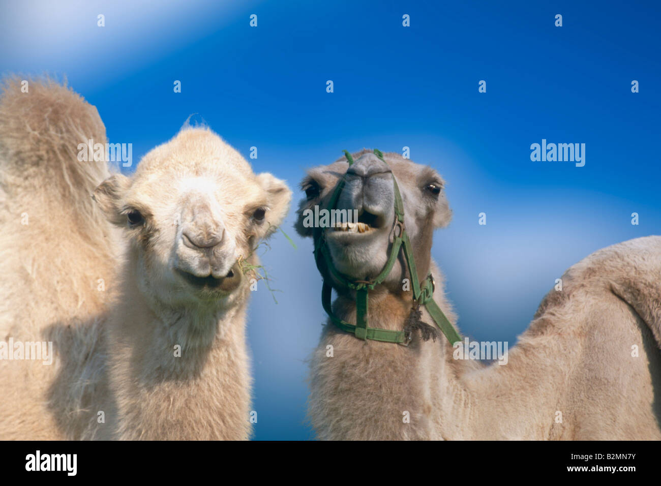 Camels Camelus couple Stock Photo - Alamy