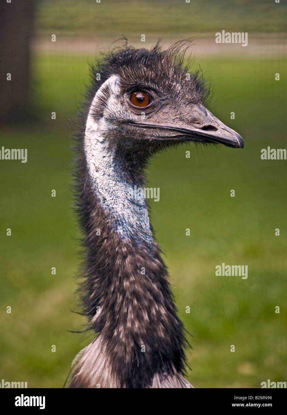 Emu head portrait hi-res stock photography and images - Alamy