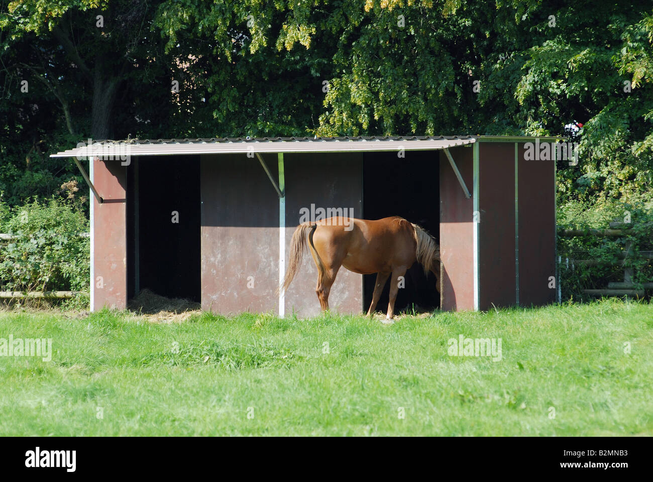 Paddock Horse House Stable Stock Photo - Alamy