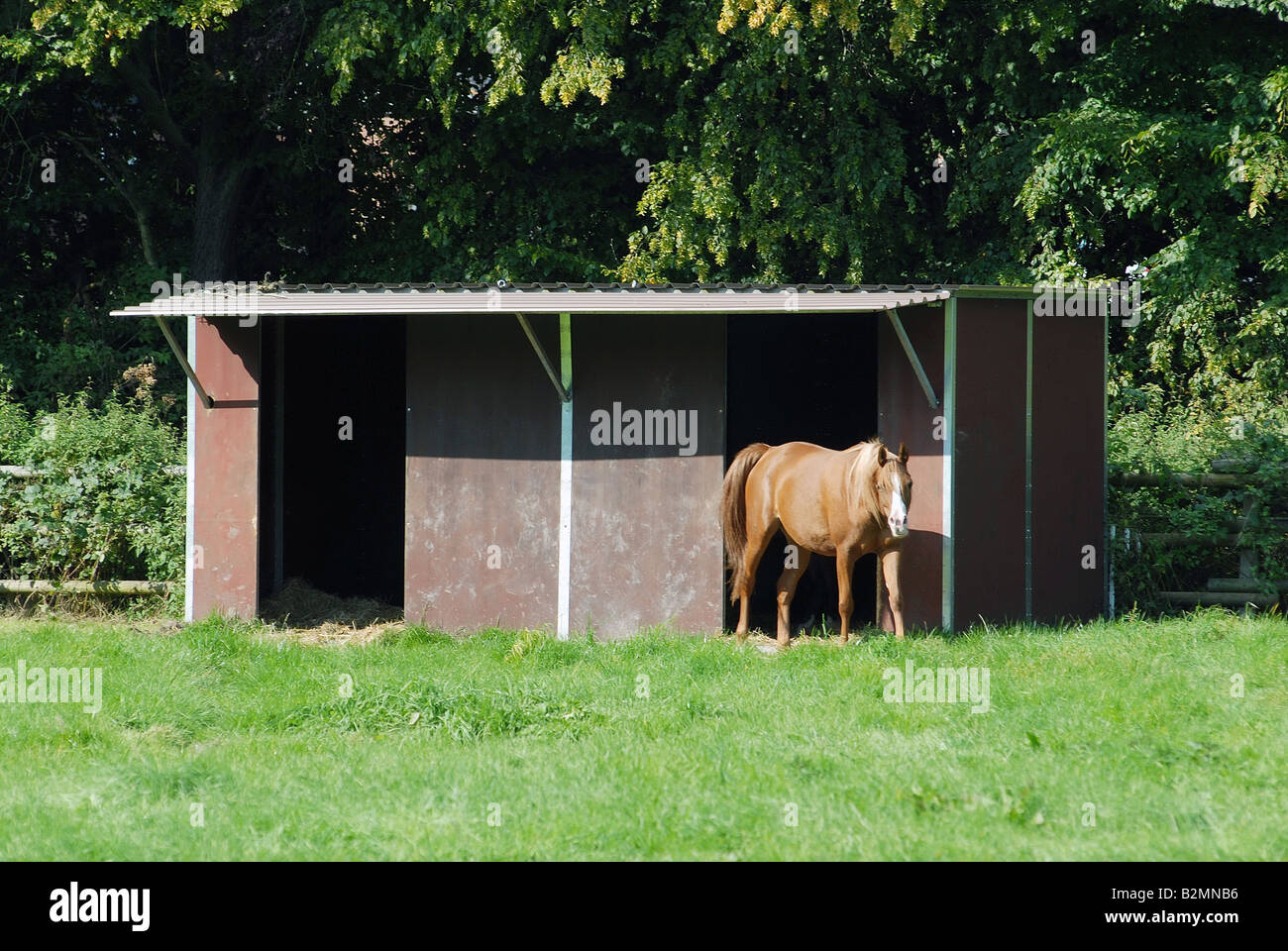 Paddock Horse House Weidehuette Pferdekoppel Stable Stock Photo - Alamy