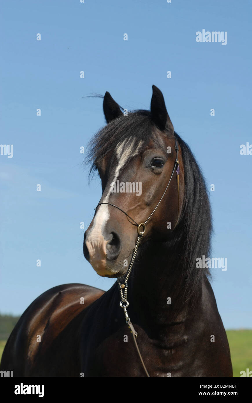 Pony riding hi-res stock photography and images - Alamy