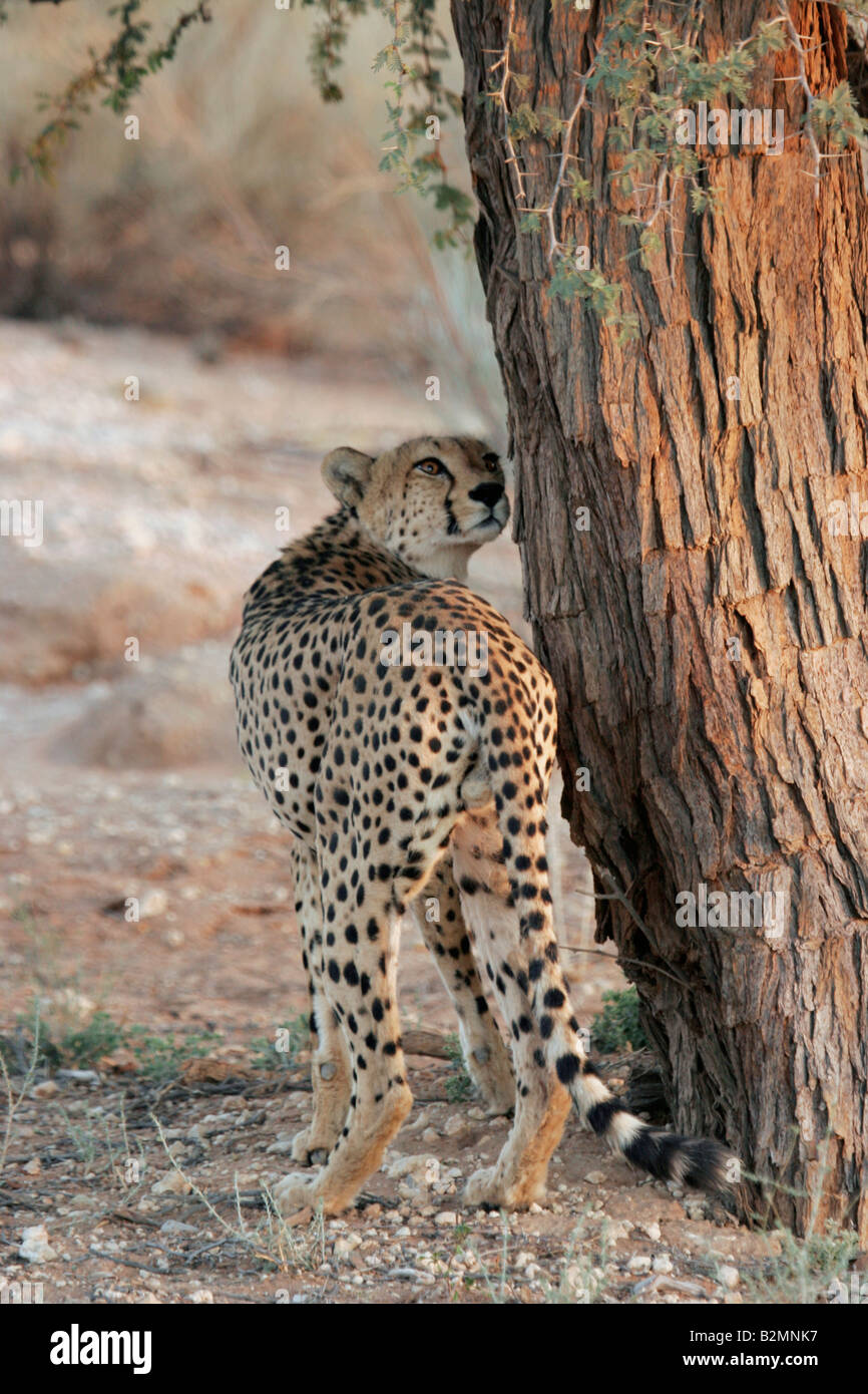 Cheetah Acinonyx jubatus South Africa Southafrica Big Cat Stock Photo ...