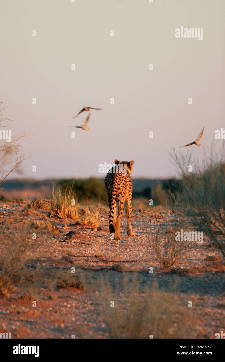 Cheetah Acinonyx jubatus South Africa Southafrica Big Cat Stock Photo ...