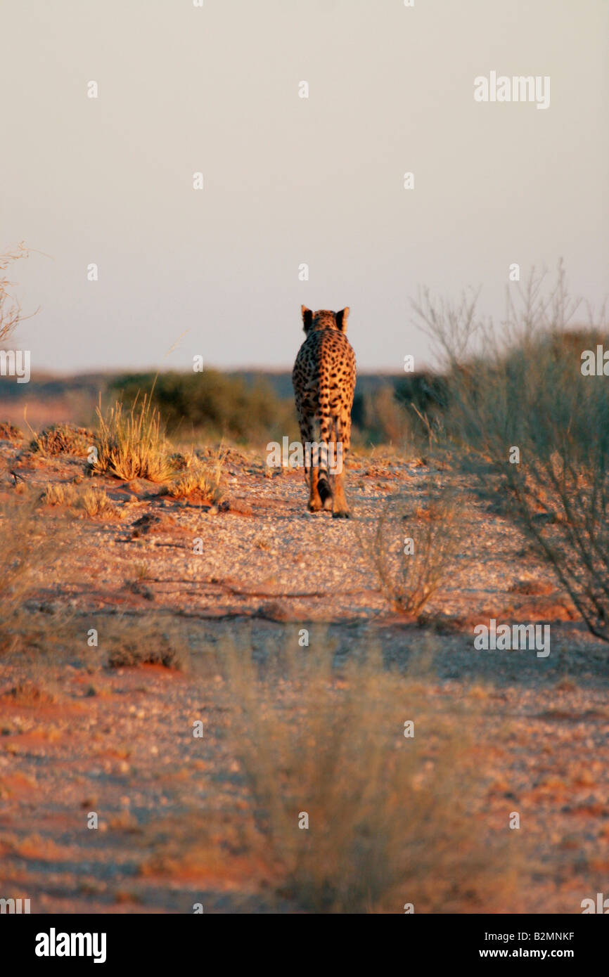 Cheetah Acinonyx jubatus South Africa Southafrica Big Cat Stock Photo ...