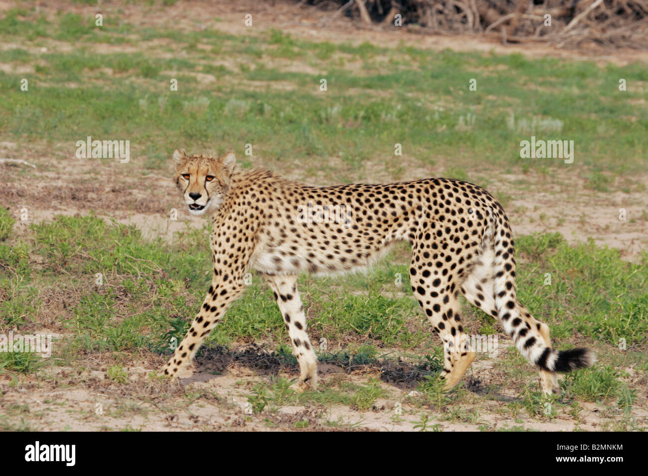 Cheetah Acinonyx jubatus South Africa Southafrica Big Cat Stock Photo ...