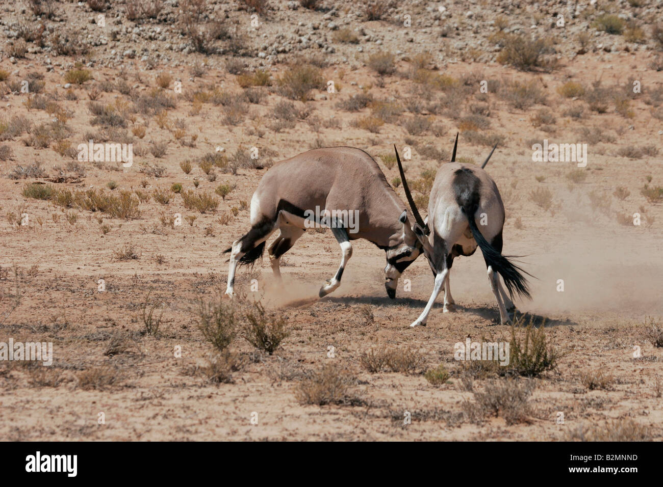 Fighting bock buck bucks hi-res stock photography and images - Alamy