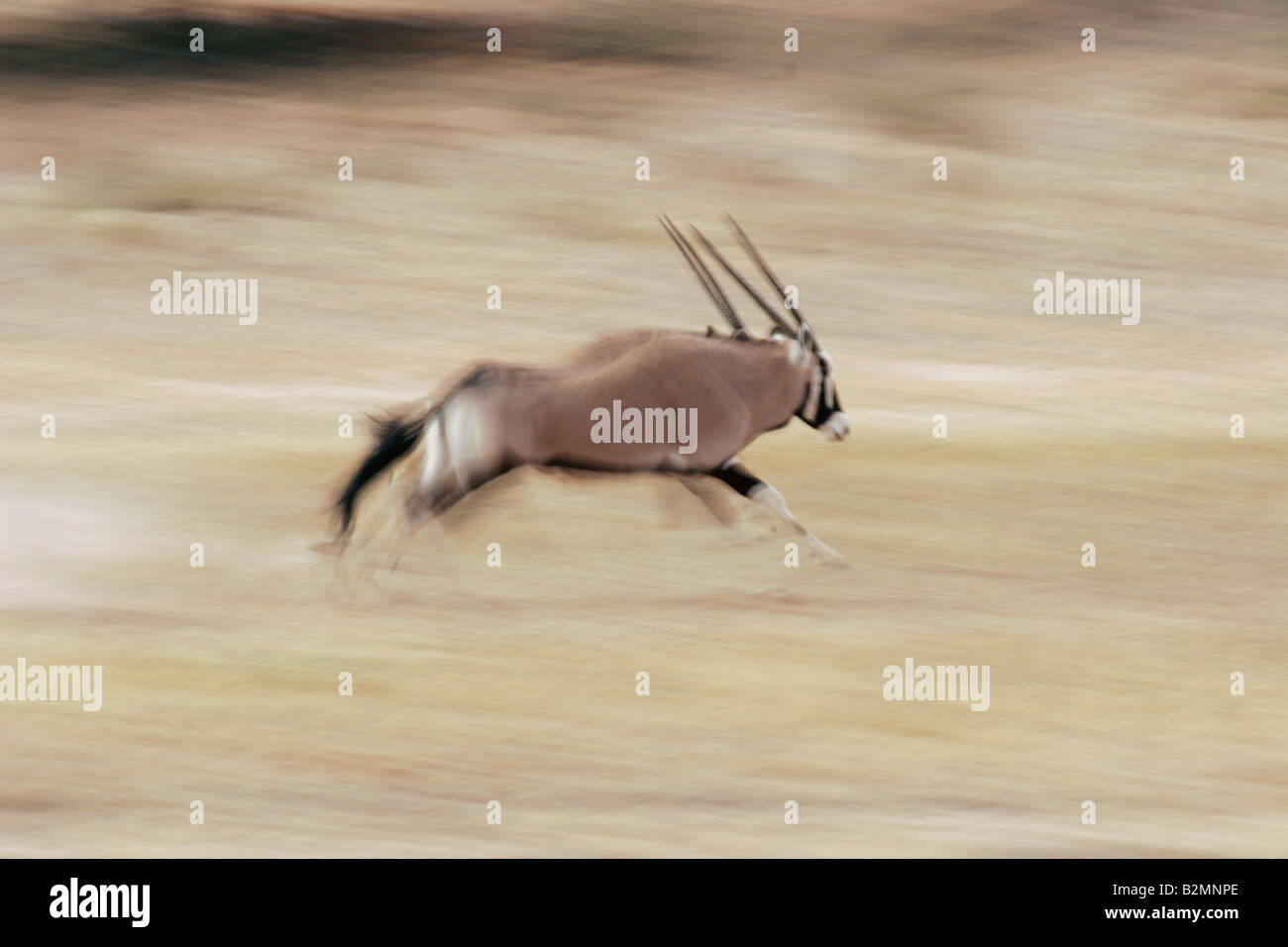Gemsbuck Gemsbok Oryx gazella South Africa Antilope Running Stock Photo ...
