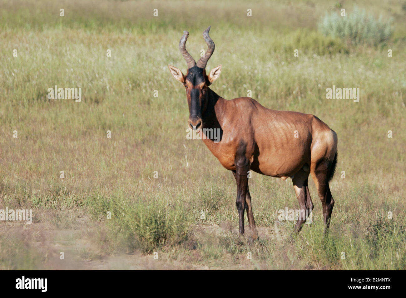 Hartebeest Alcelaphus buselaphus South Africa Grassland Antelope South ...