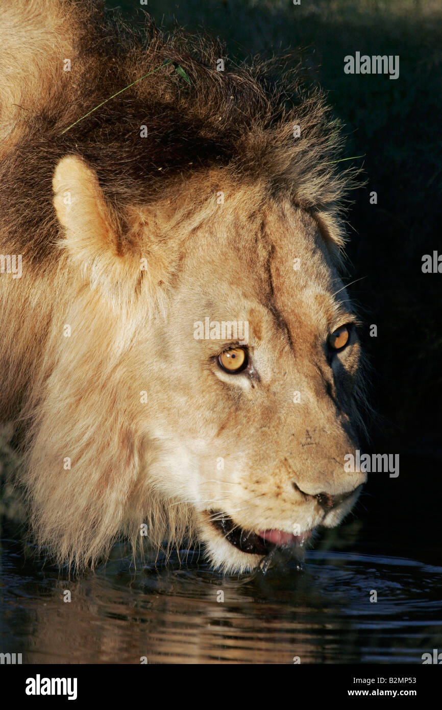 Lion Panthera leo South Africa Feline Predator South Africa Big Cat ...
