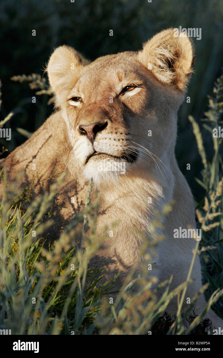 Lioness Lion Panthera leo South Africa Feline Predator Southafrica ...