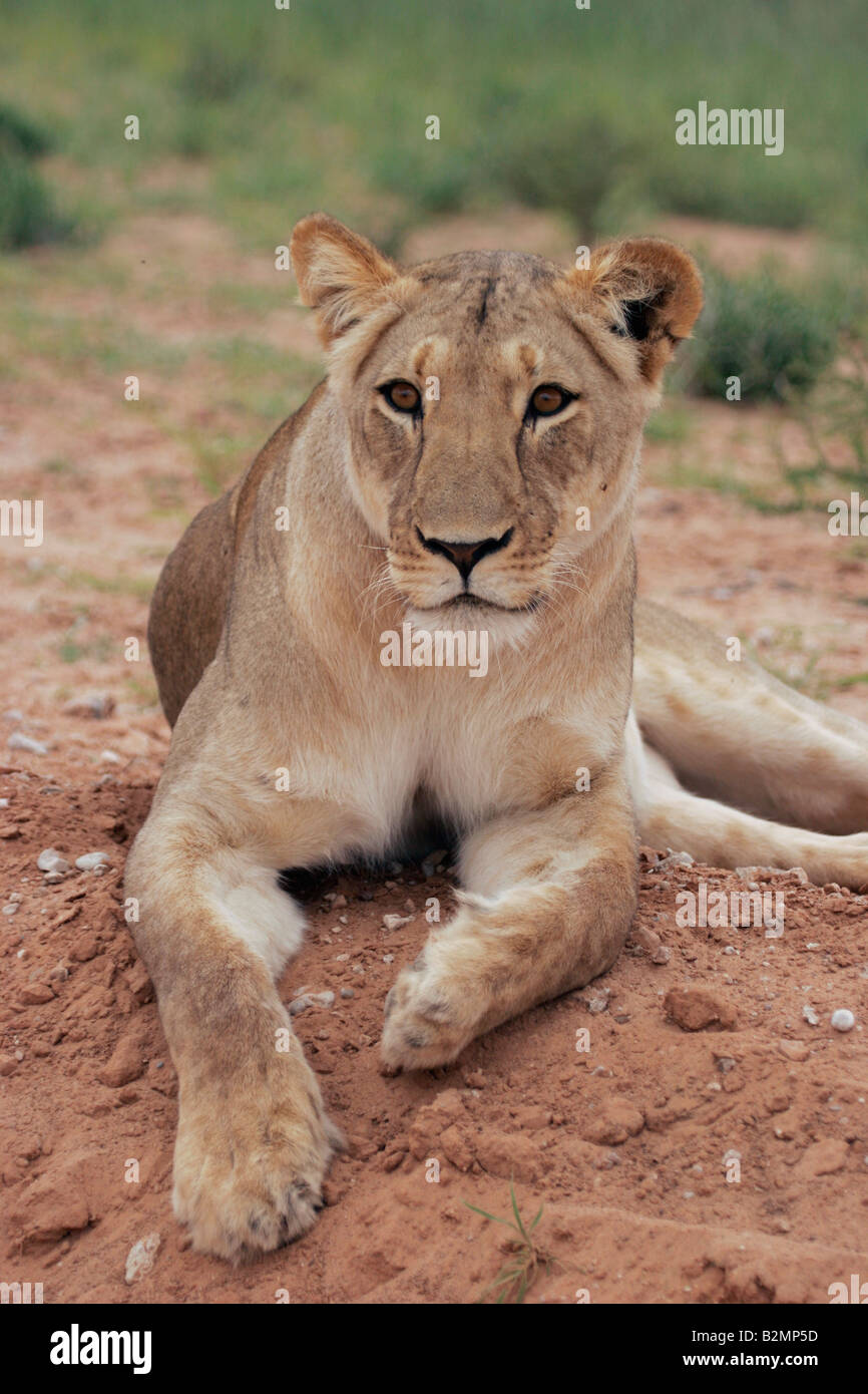 Lioness Lion Panthera leo South Africa Feline Predator Southafrica ...