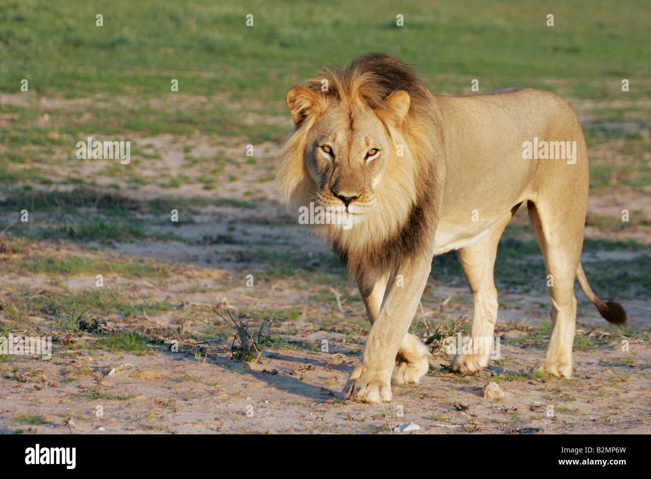 Lion Panthera leo South Africa Feline Predator Southafrica Stock Photo ...