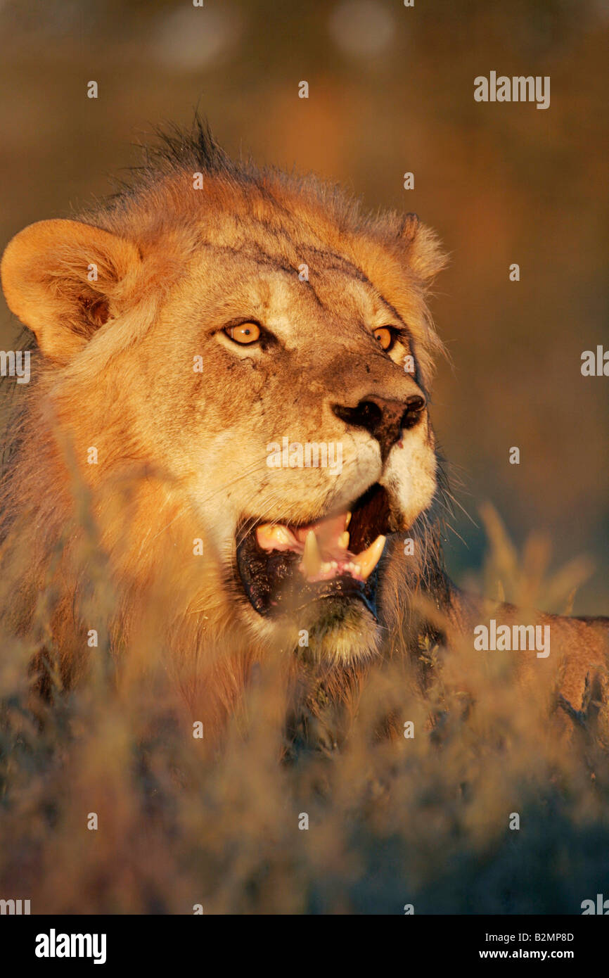 Male Lion Panthera leo South Africa Feline Predator Southafrica Stock ...