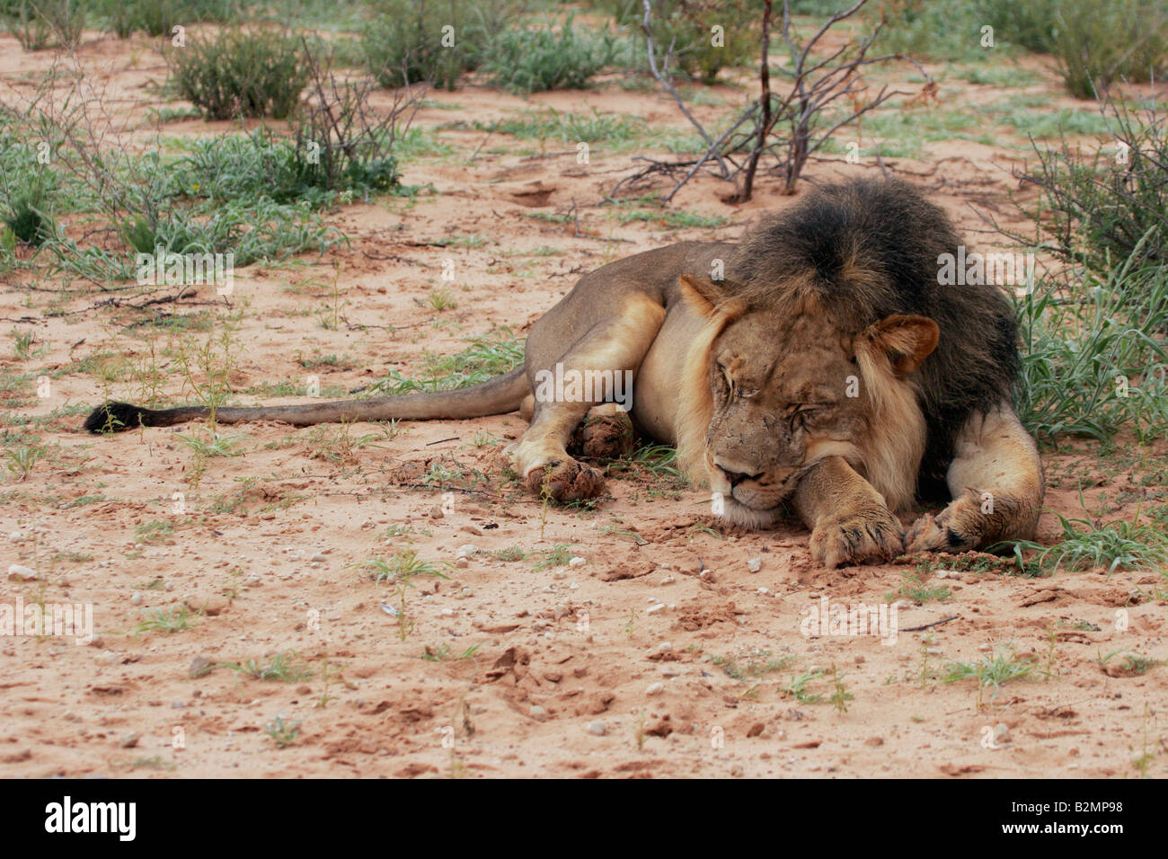 Lion Panthera leo South Africa Feline Predator Southafrica Stock Photo ...