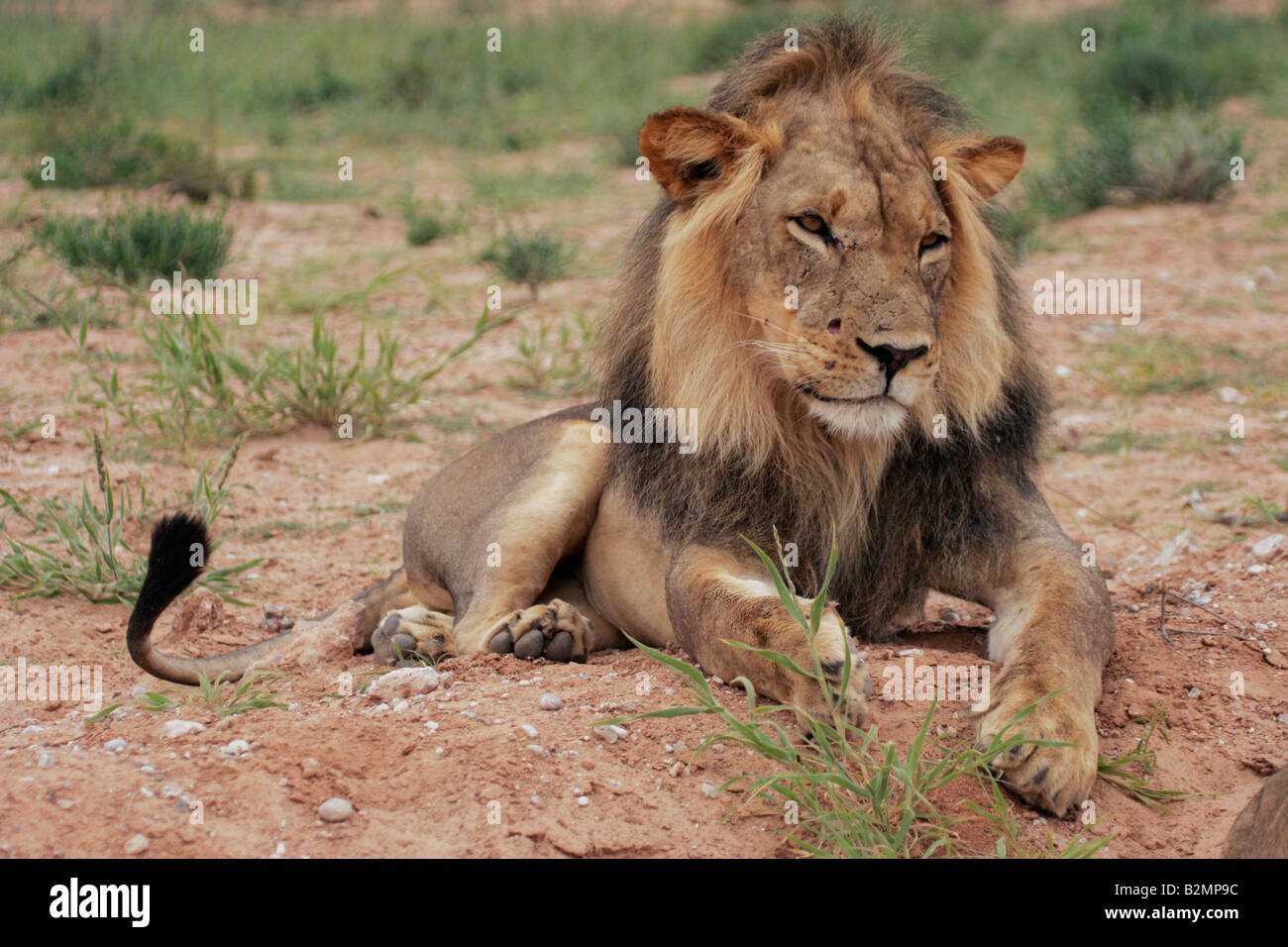 Lion Panthera leo South Africa Feline Predator Southafrica Stock Photo ...