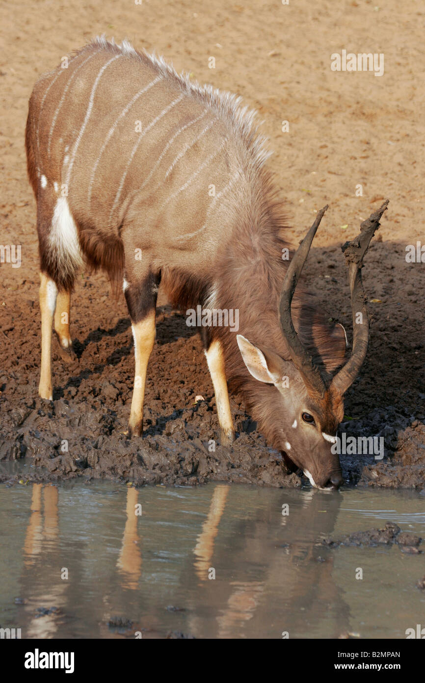 Nala Tragelaphus angasii South Africa Male Antelope Stock Photo - Alamy