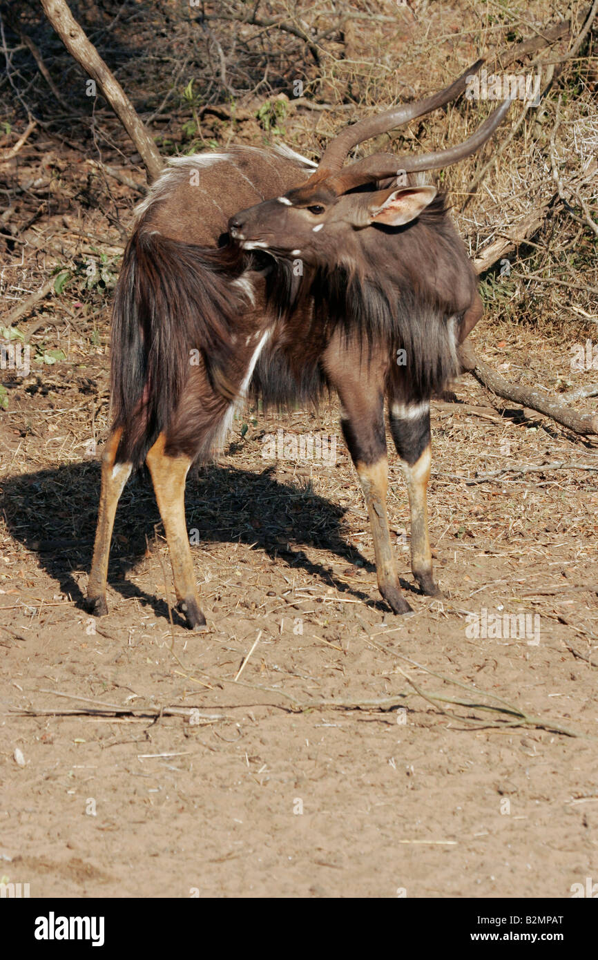 Nyala tragelaphus angasii buck hi-res stock photography and images - Alamy