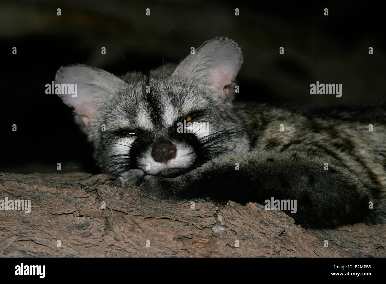 Common Genet Genetta genetta Small spotted Genet European Genet ...