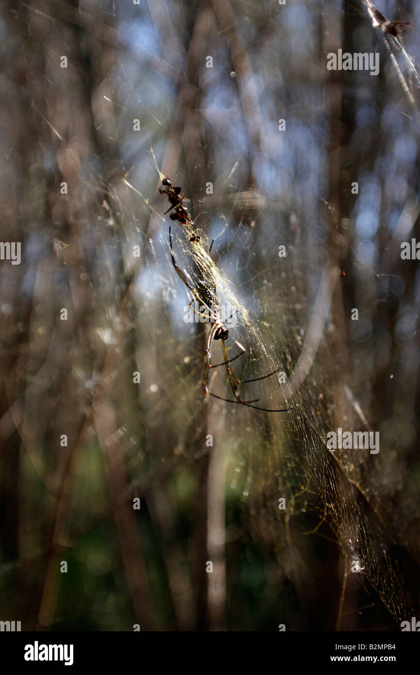 spider and its web Stock Photo - Alamy