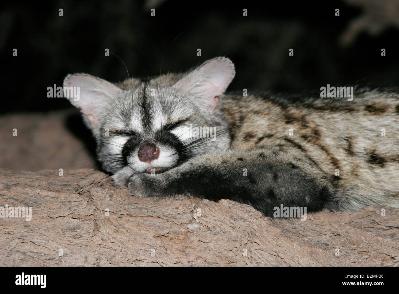 Common Genet Genetta genetta Small spotted Genet European Genet Stock ...