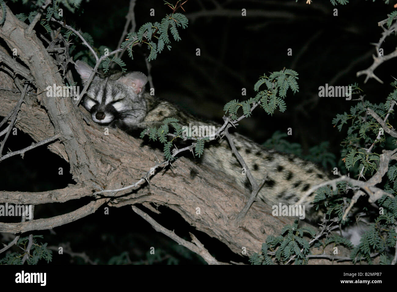 Common Genet Genetta genetta Small spotted Genet European Genet ...