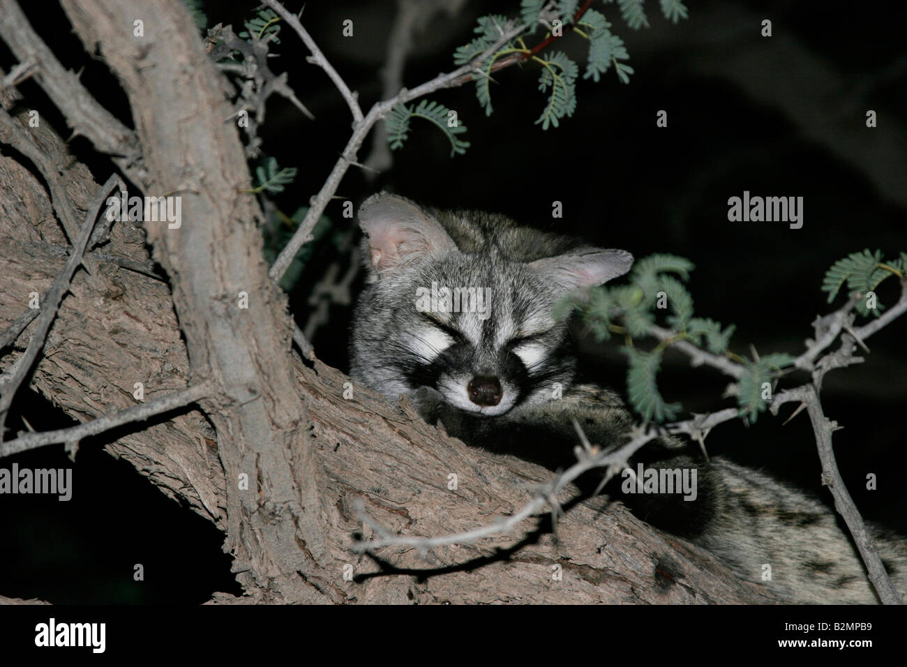 Common Genet Genetta genetta Small spotted Genet European Genet ...