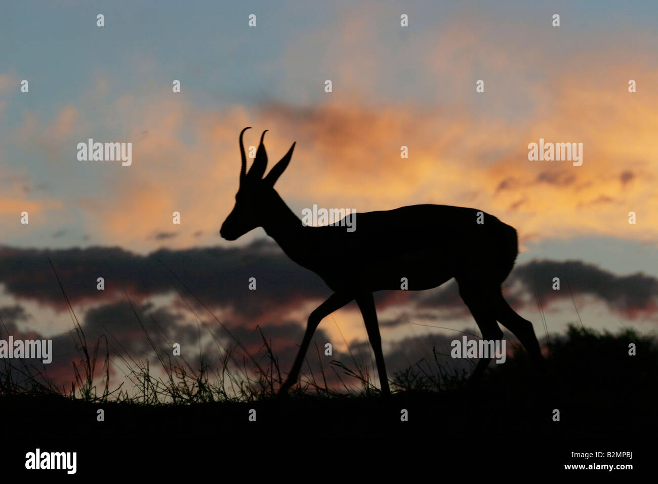 Antidorcas marsupialis Springbok Springbock Suedafrika South Africa ...