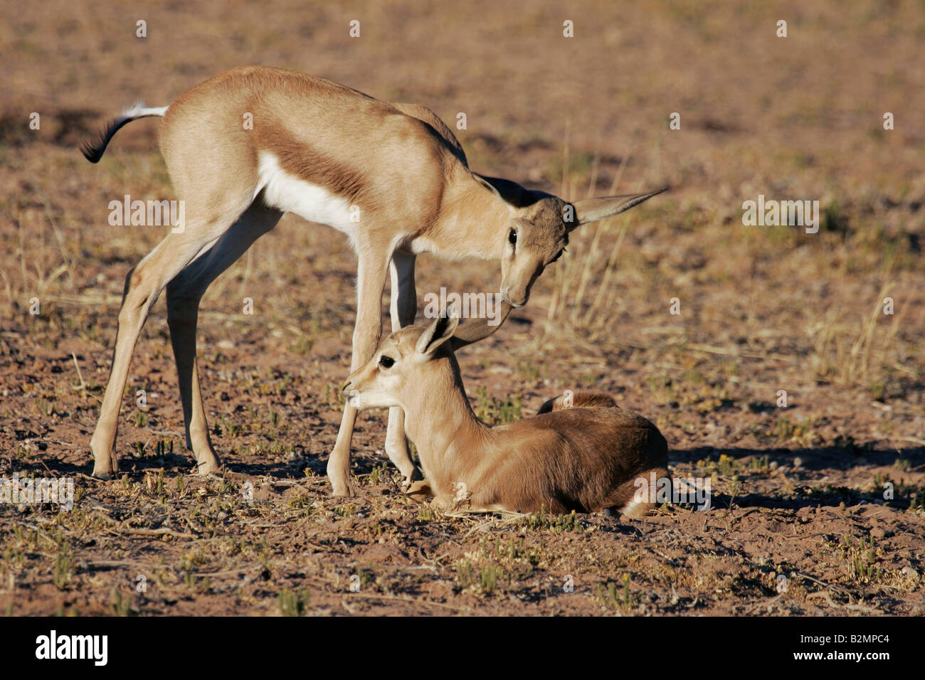 Springbok Fawns Antidorcas marsupialis Southafrica South Africa Stock ...