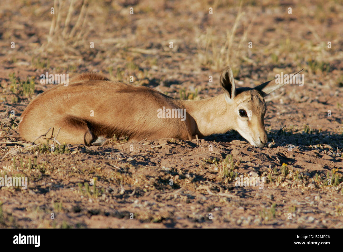 Springbok Antidorcas marsupialis Springbuck South Africa Southafrica ...