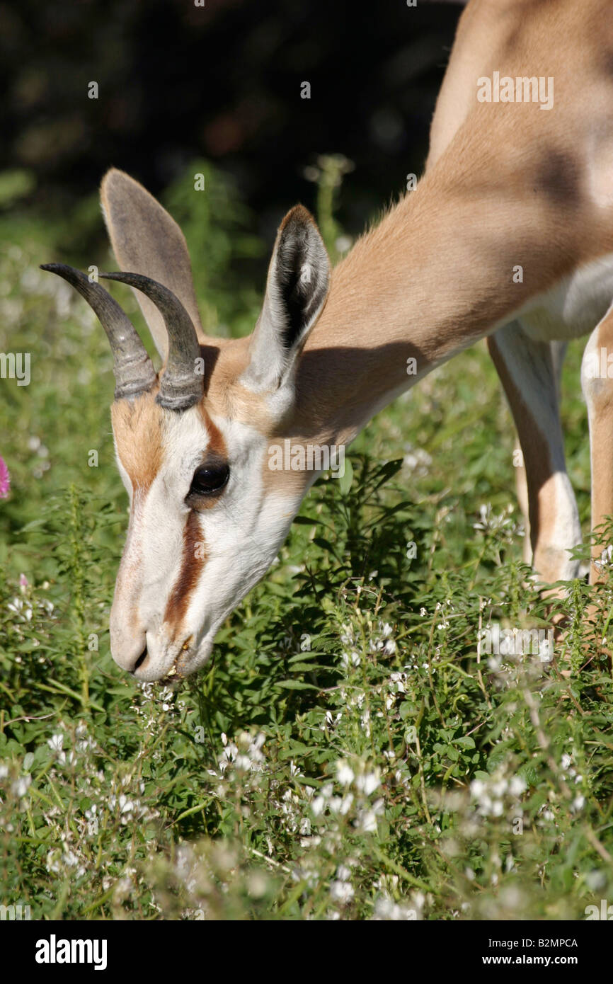 Eating Springbok Antidorcas marsupialis Springbuck South Africa ...