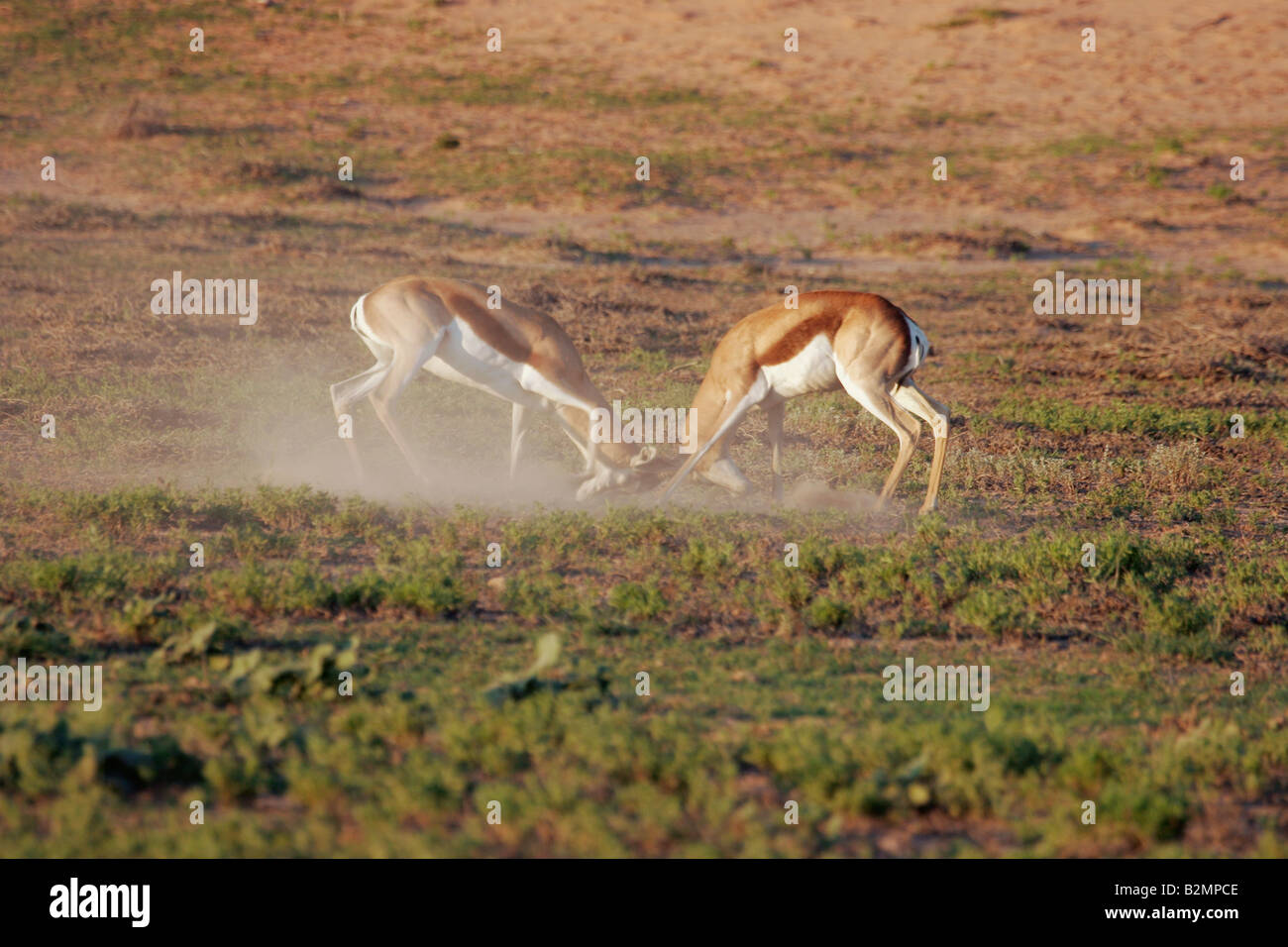 Fighting Springboks Couple Antidorcas marsupialis Springbuck South ...
