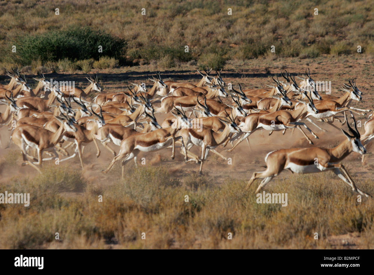 Herd of Springboks Group Antidorcas marsupialis Springbuck South Africa ...