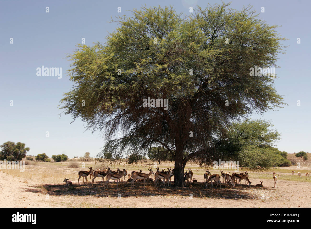 Group of Springboks Antidorcas marsupialis Springbuck South Africa ...