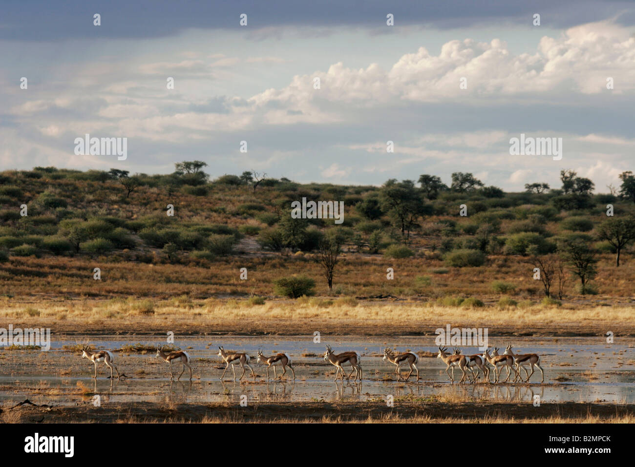 Springbok jumping south africa hi-res stock photography and images - Alamy