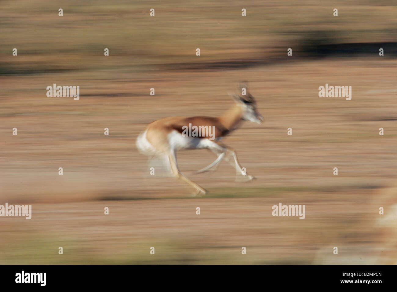 Running Springbok Antidorcas marsupialis Springbuck South Africa ...