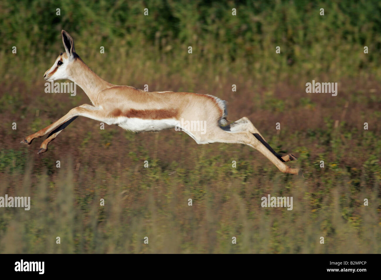 Springbok jumping south africa hi-res stock photography and images - Alamy