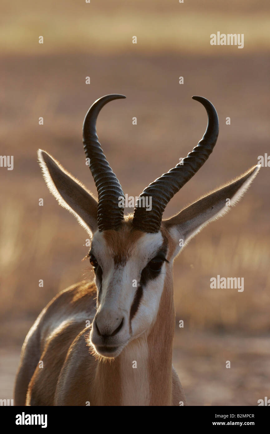 Springbok Antidorcas marsupialis Springbuck South Africa Southafrica ...
