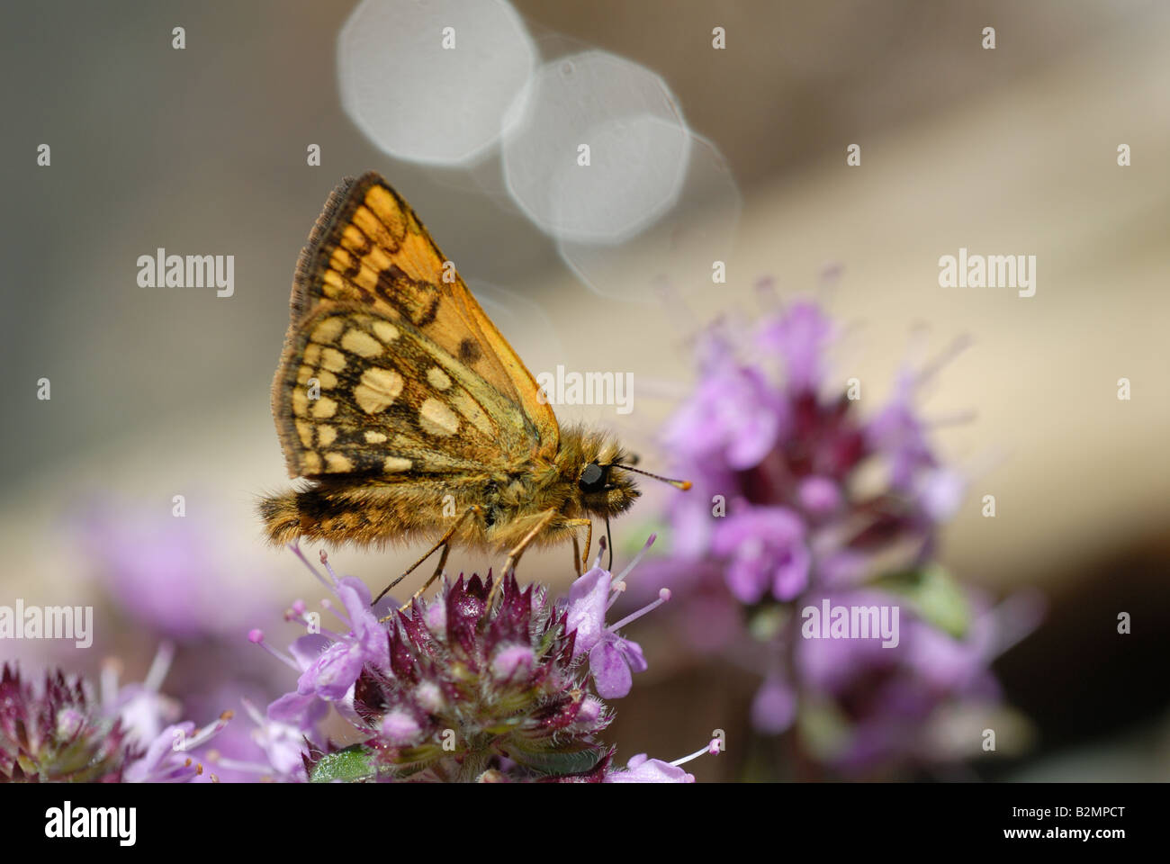 Chequered skipper (Carterocephalus palaemon Stock Photo - Alamy