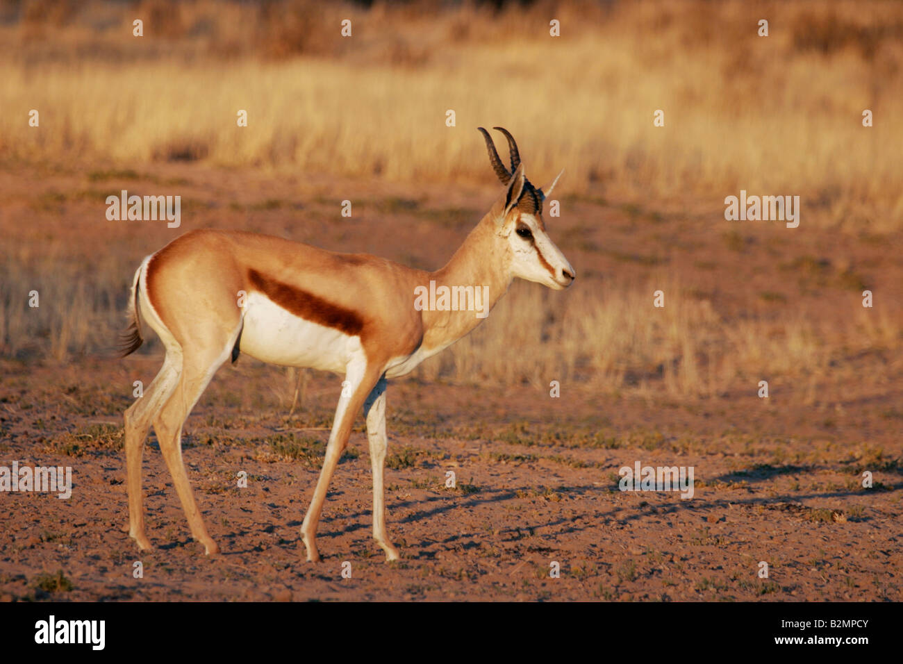 Steenbok Raphicerus campestris Steinbuck small Antelope Steinbok South ...