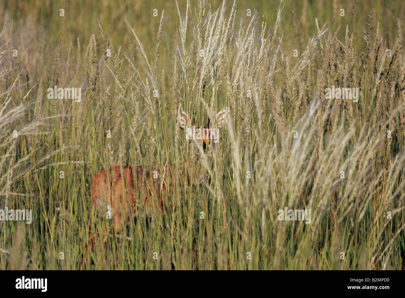 Steenbok Raphicerus campestris Steinbuck small Antelope Steinbok South ...