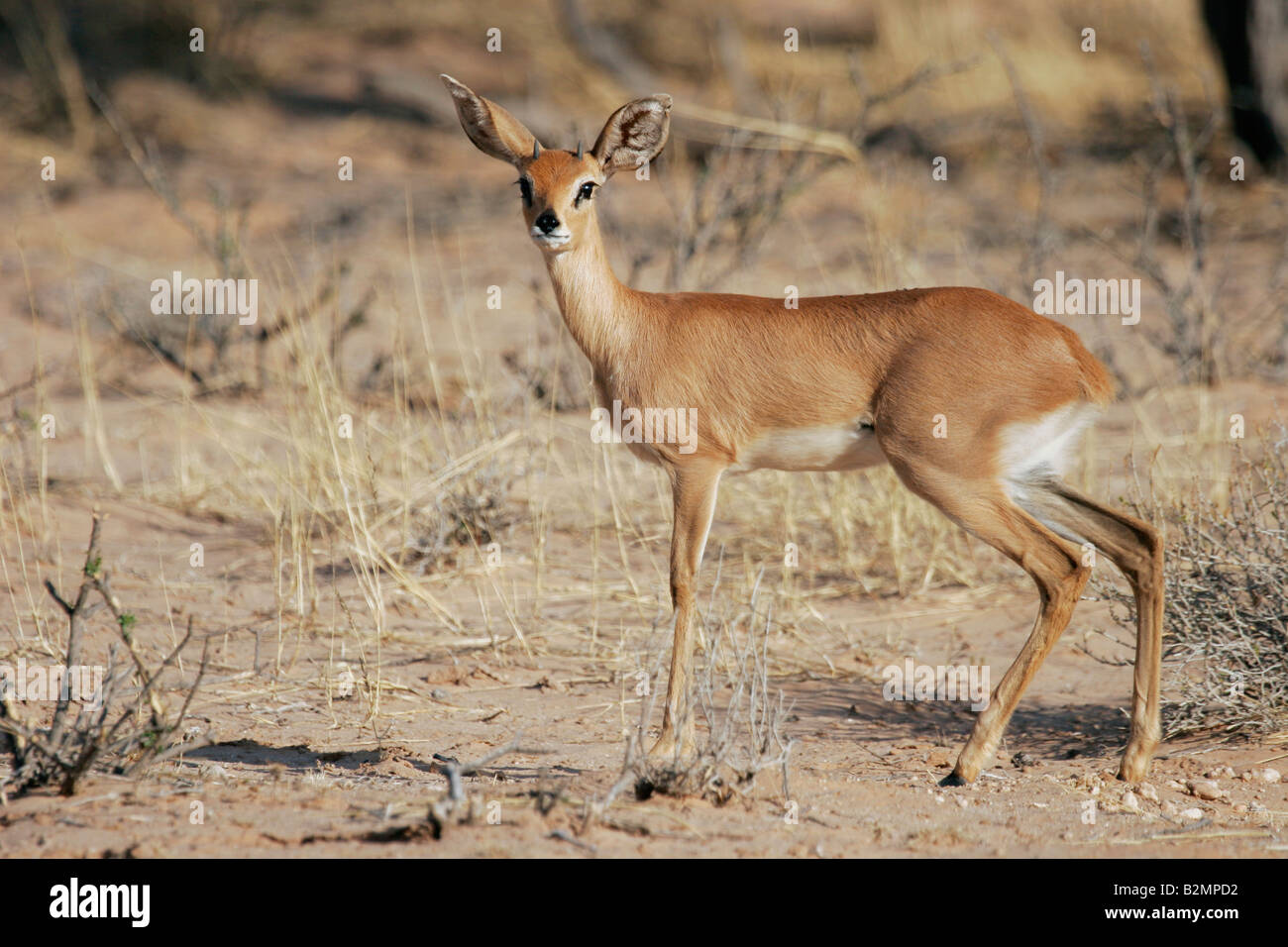 Steenbok Raphicerus campestris Steinbuck small Antelope Steinbok South ...