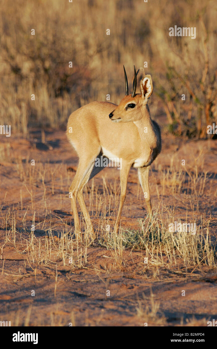 Steenbok Raphicerus campestris Steinbuck small Antelope Steinbok South ...
