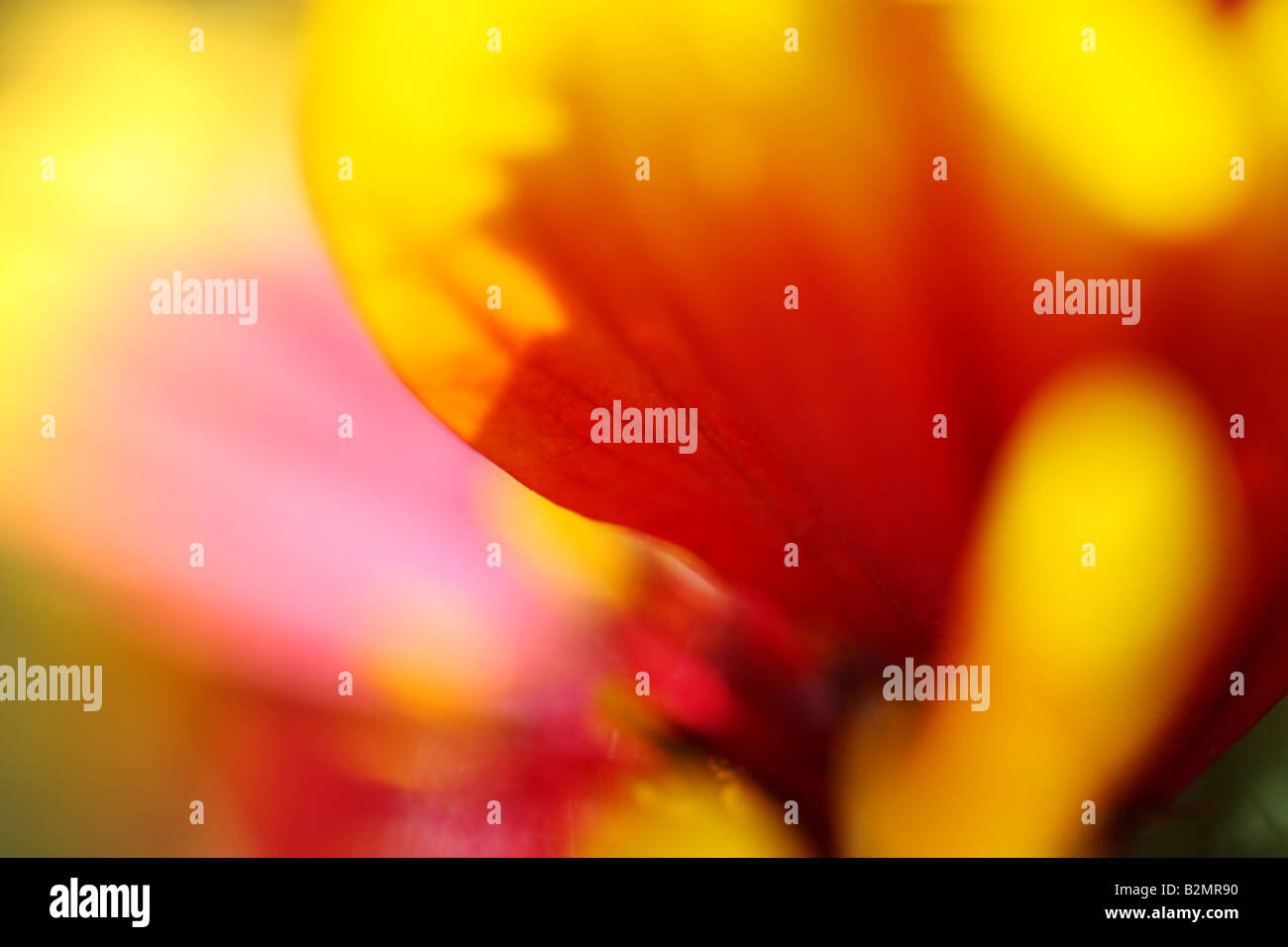 stunning vibrant gaillardia flower shallow depth of field Stock Photo ...