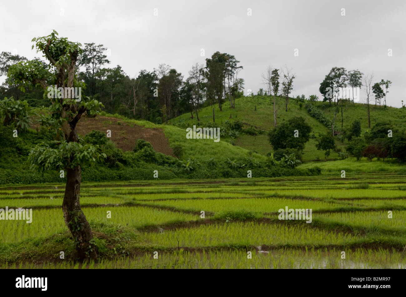 Rice fields of north thailand hi-res stock photography and images - Alamy